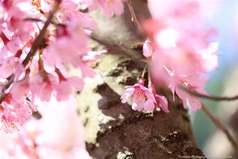 キヤノン「rf70 200mm F4 L Is Usm」レンズレビューボケ編 とるなら