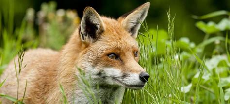 Global Eco Watch Major Ecological Happenings Of The Week July 8