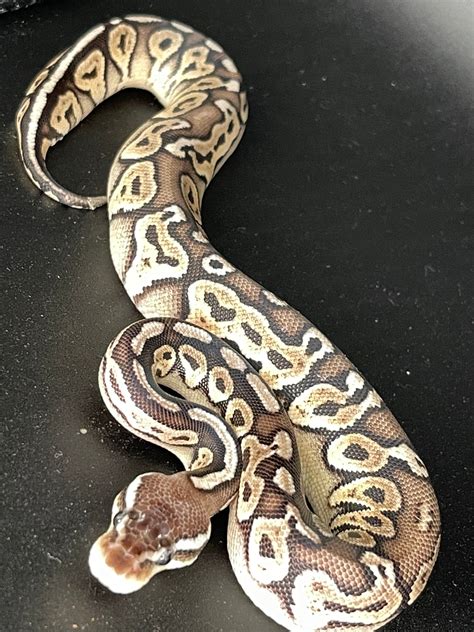 Pewter Ball Python By Killey S Morphs Morphmarket