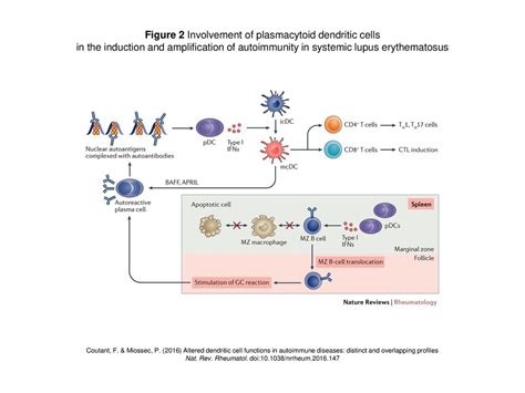 Figure 2 Involvement Of Plasmacytoid Dendritic Cells Ppt Download