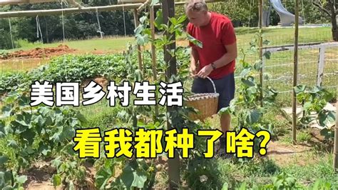 看看我在美國農村的小菜園，附腌黃瓜教程~ Youtube