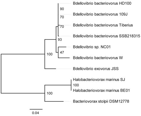 16s Rrna Gene Phylogeny We Aligned 16s Rrna Gene Sequences Using Sina