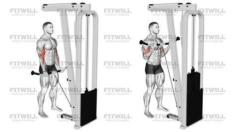 Curl En Polea Guía De Ejercicios Video Técnicas Beneficios Cómo Realizarlo Músculos