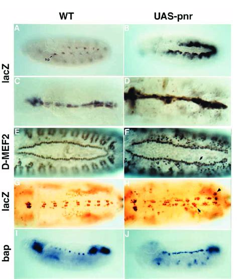 Forced Mesodermal Expression Of The Pnr Gene Affects Heart Development