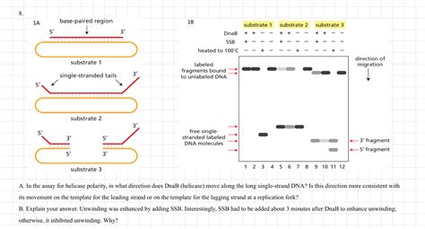 Solved A ﻿in The Assay For Helicase Polarity In What