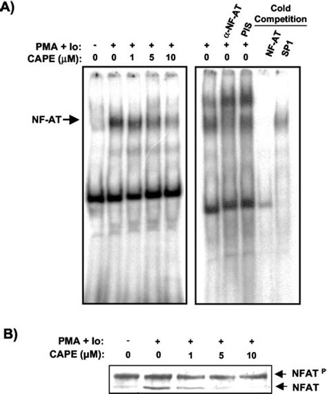 Effect Of Cape On The Nfat Activation Pathway A Nfat Dna Binding