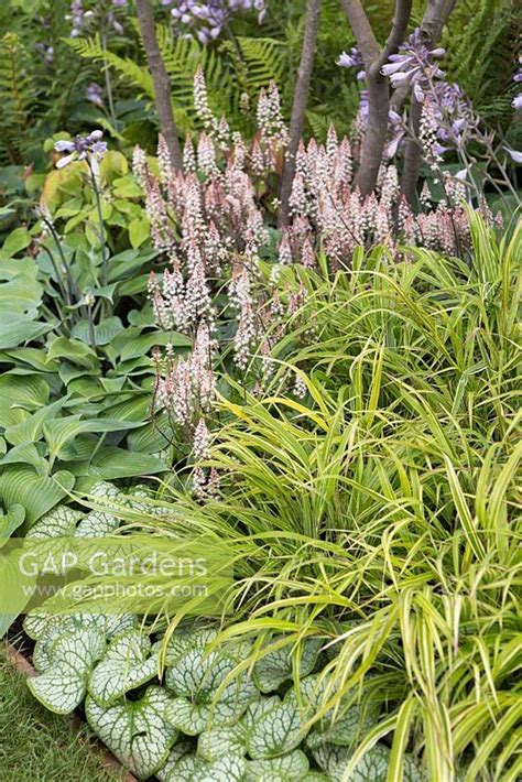 Ornamental Grasses Artofit