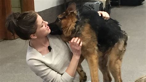 Meet Quasimodo The Dog With The Short Spine Cnn