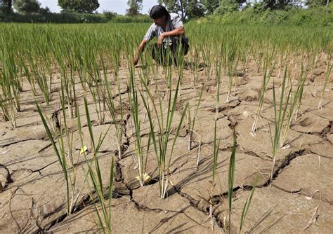 Explainer Why El Nino Is A Concern For Indian Monsoon Rains Reuters