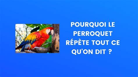 Le Saviez Vous Pourquoi Le Perroquet Répète Tout Ce Quon Dit