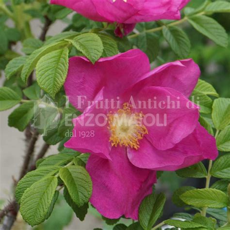 Rosa Rugosa Rubra