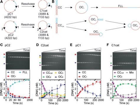 Llagi Endonuclease Activity Measured On Dna Catenanes A The Two