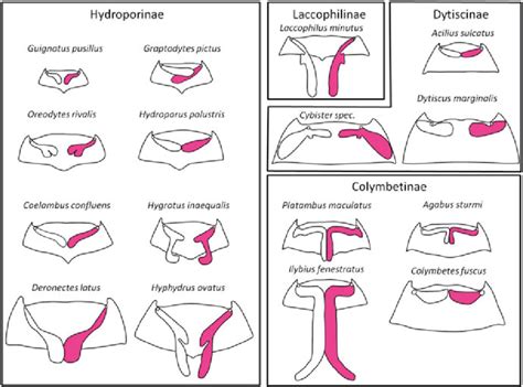 13 Size And Position Of Prothoracic Defensive Gland Reservoirs In Download Scientific Diagram
