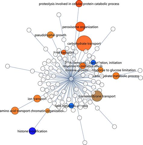 Gene Set Enrichment Map Of RNA Seq Data Using The GO Slim Yeast Download Scientific Diagram