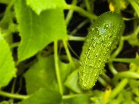 Quel légume ne pas planter à côté du concombre Le Strass Guides