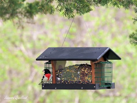 Bird Feeders