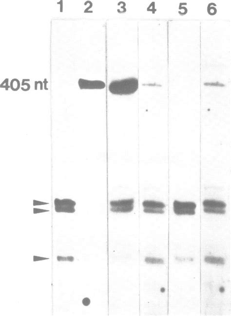 Primer Extension Analysis Of Rna Isolated From 3t6 Cells Transfected