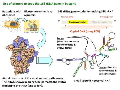 16s Rdna Fankhauser Lab
