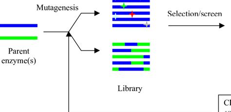 3 Directed Evolution Scheme Two Different Mutagenesis Strategies Are