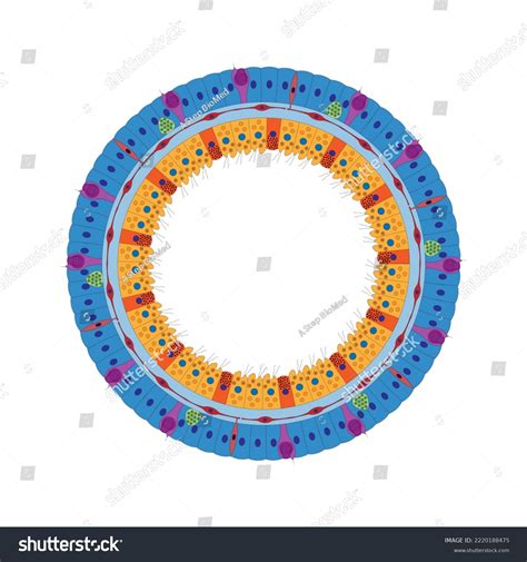 Hydra Cross Section Two Layers Epithelial Stock Vector Royalty Free
