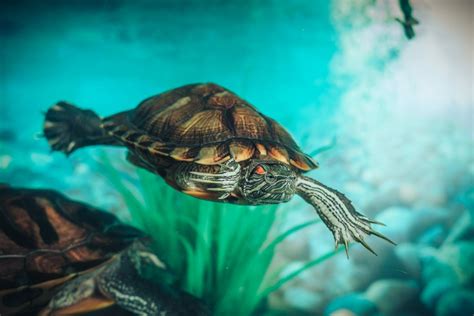 Do Red Eared Slider Turtles Hibernate What Is Brumation