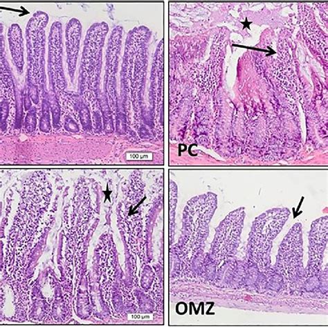 Photomicrographs Of Rat Duodenal Sections Stained With Hande Â 20 Scale