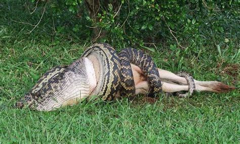 Giant Scrub Python Devours Wallaby Daily Mail Online