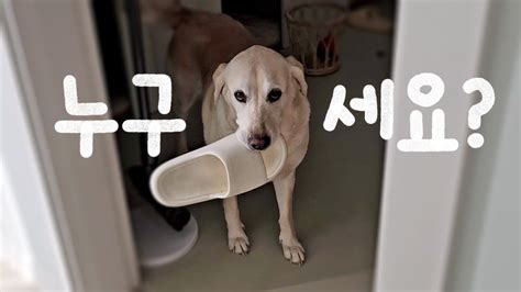 집사가 떠난집에 외부인 홀로 3일동안 지냈을때 강아지반응 Youtube