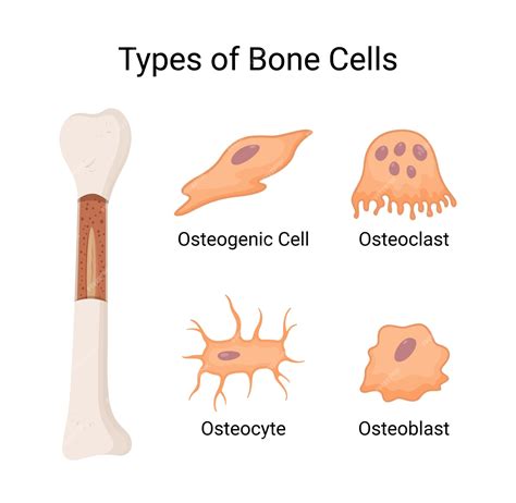 인간 세포의 종류 골조세포 Osteogenesis 골세포 Osteoclast 골소세포 Osteocyte 옥테오블라스트 Octeoblast 프리미엄 벡터