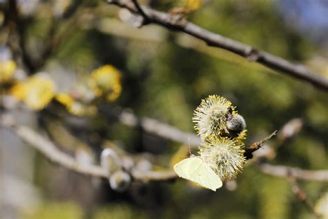 Sälg vårens viktigaste träd Lev som en bonde Niklas Kämpargård