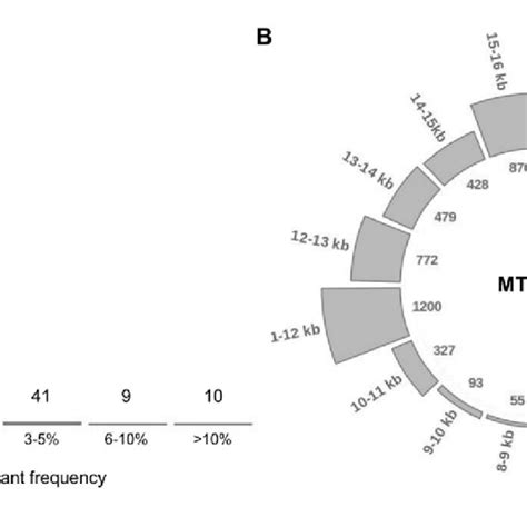 Variant Distribution Frequency And Location In The Mitochondrial