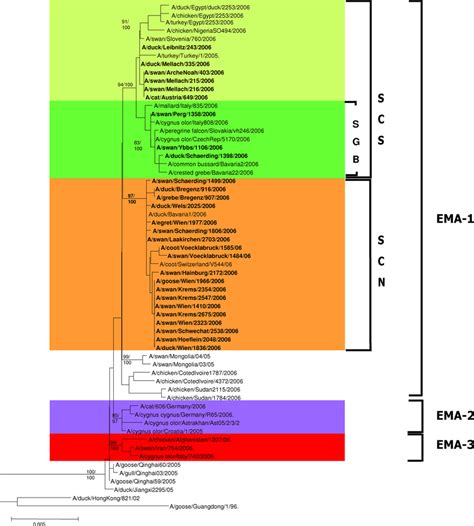 Phylogenetic Relationships Of HA Nucleotide Sequences Estimated With