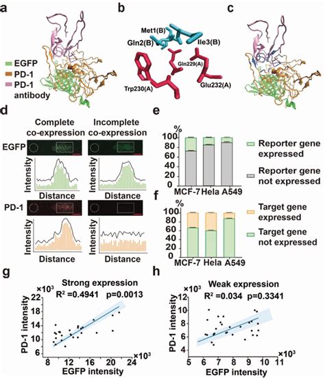 Analysis Of The Co‐expression Of Egfp‐pd‐1 Fusion Gene In Single Cells Download Scientific
