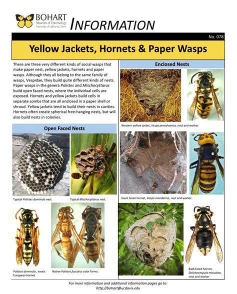 Wasp Comparison Bohart Museum Of Entomology