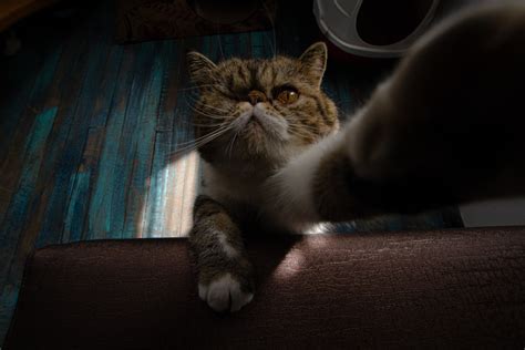 Pyloric Sphincter Cat