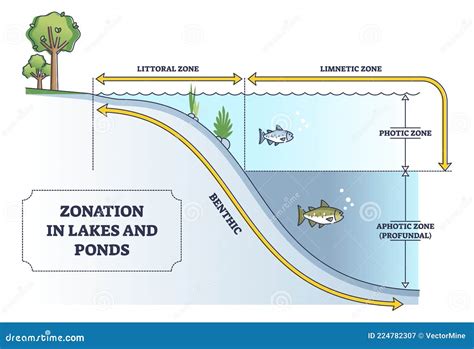 Oligotrophic Clipart And Illustrations