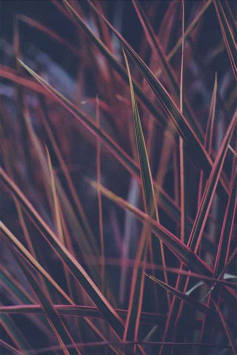 17 Unique Grass Dream Meaning Dream Guide Hub