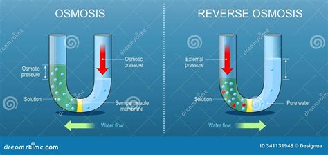 Diffusion Vs Osmosis Solution Transport Process Cartoon Vector 303945575