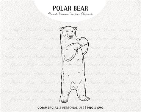 How To Draw A Polar Bear Standing Up