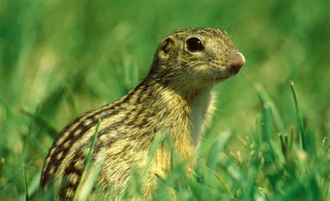 Thirteen Lined Ground Squirrel Archives Critter Science