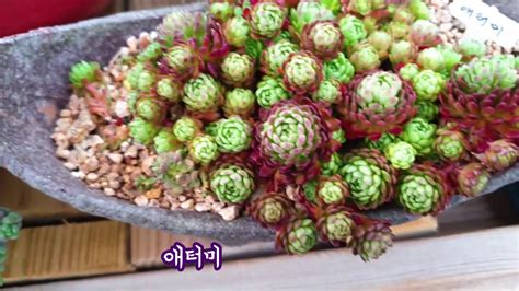 멋지고 희귀한 다육이가 많은 다육이마을~황홀하네요~feat안산다육이마을succulents Youtube