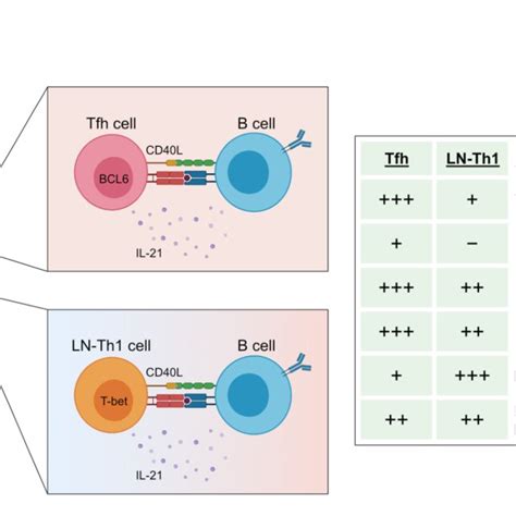 Tfh Cells And Ln Th1 Cells Mediate Complementary Pathways Of