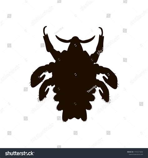 Parasitic Diseases Phthiriasis Pediculosis Pubis Pubic Ilustrações