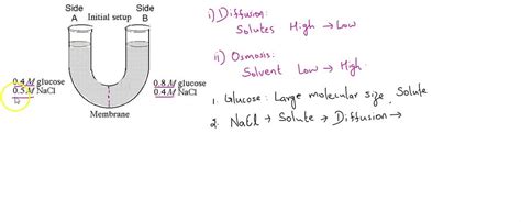 Solved In The U Tube Experiment Illustrated Above Which Of The Following Statements Correctly