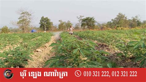 កសិករនៅស្រុកអន្លង់វែង៖ ដើមឆ្នាំ២០២៣ទីផ្សារដំឡូងមីល្អប្រសើរ ប៉ុន្តែ ជី
