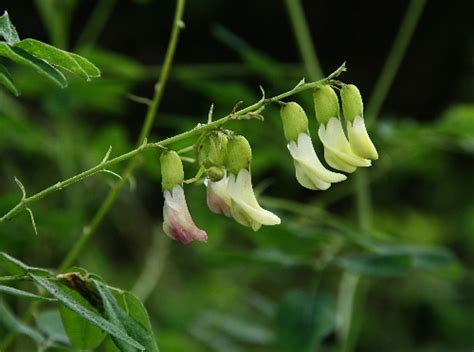 四季の山野草キバナオウギ