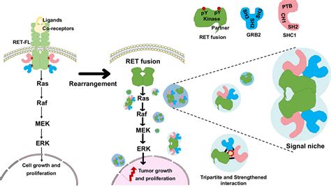 Ccdc6 Ret Fusion Protein Regulates Rasmapk Signaling Through The Fusion Grb2 Shc1 Signal Niche