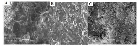 Sem Photograph Of Iip A Leached By Hcl 6m B Leached By Hcl 9 M