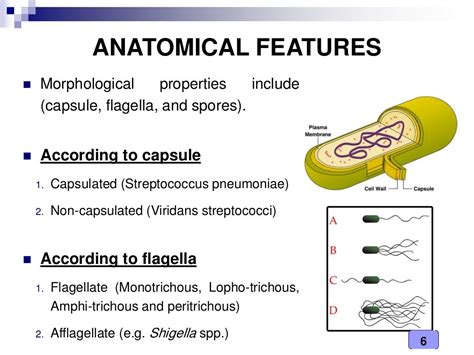 Medical Microbiology Laboratory Pathogenic Bacteria Classification