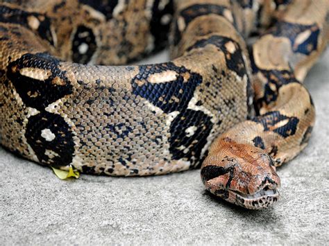 Female boa constrictors can give birth child without male नर स सबध